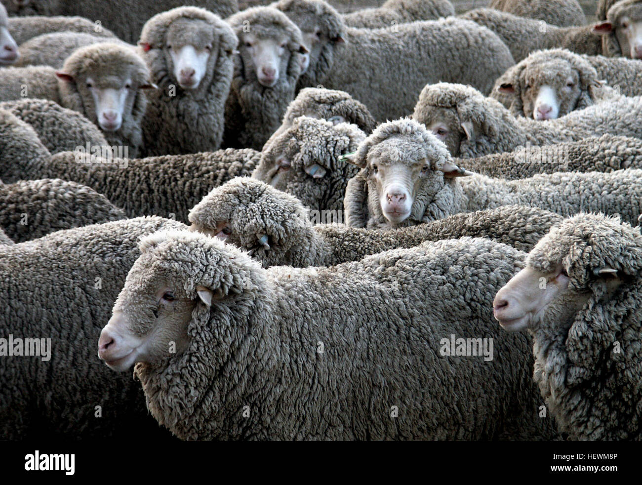 The Merino breed of sheep is renowned for its fine wool, making it a ...