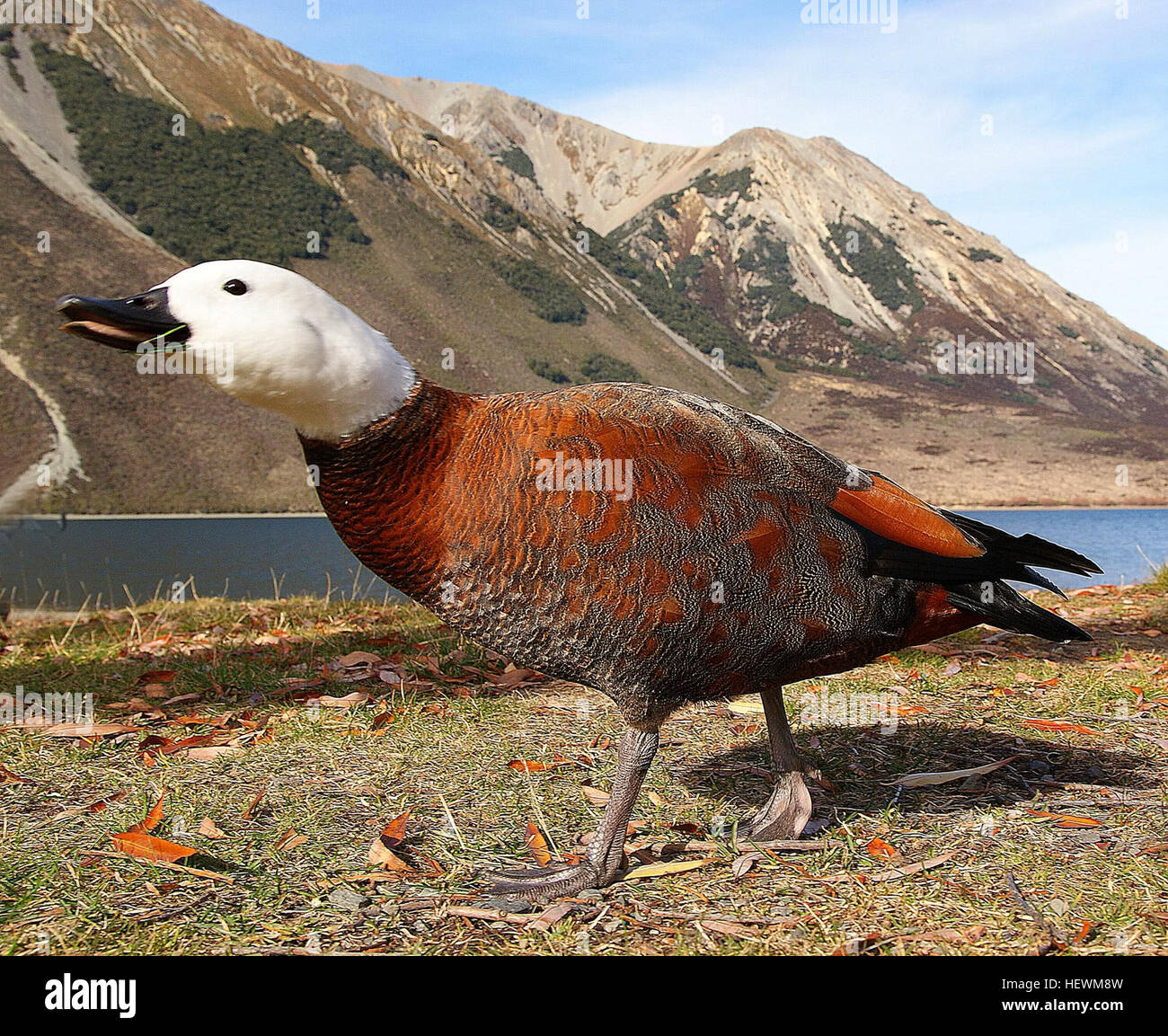 Large goose like duck with striking pied plumage hi-res stock ...