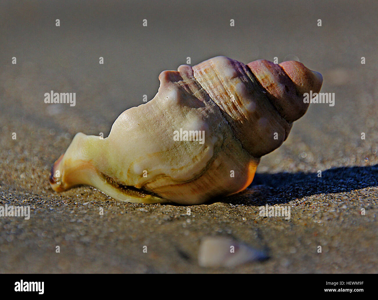 Ostrich shell hi-res stock photography and images - Alamy