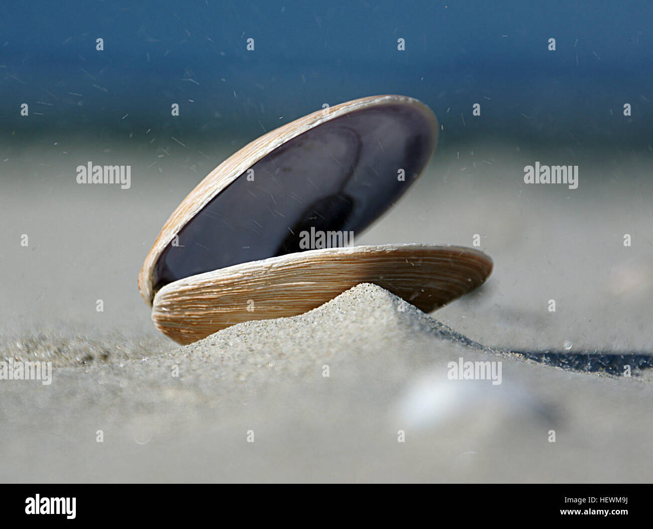 A beach photograph capturing the serene coastal elements: the wet sand ...