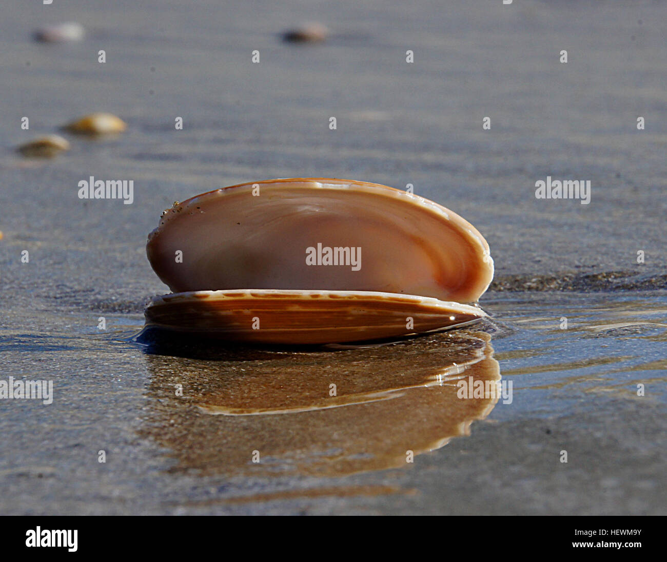 Waves scallops hi-res stock photography and images - Alamy