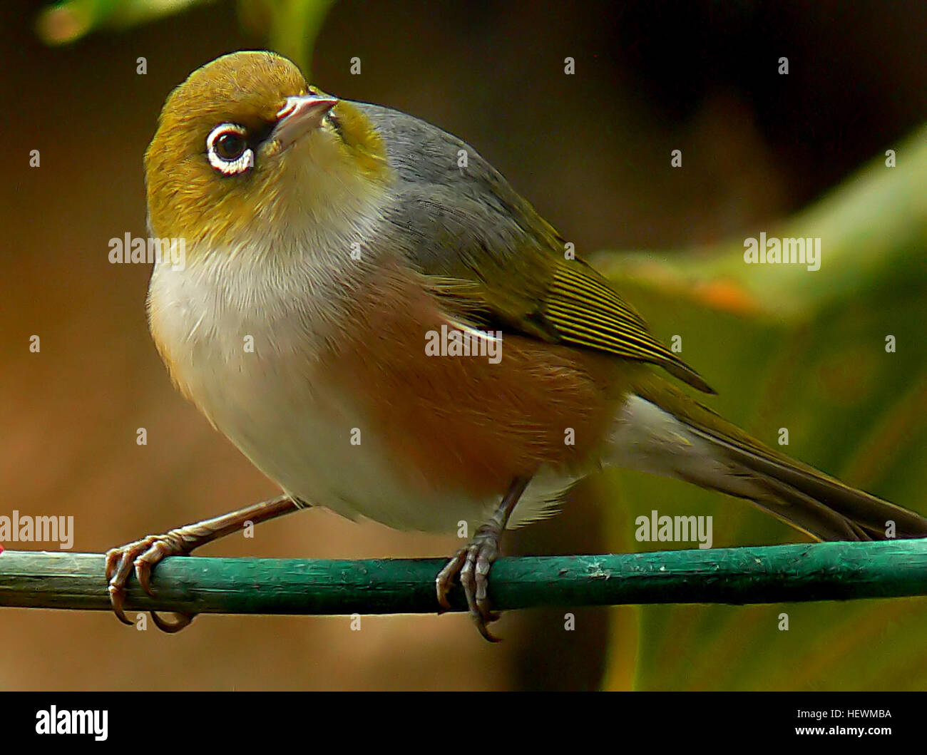 Photograph captures bird species hi-res stock photography and images ...
