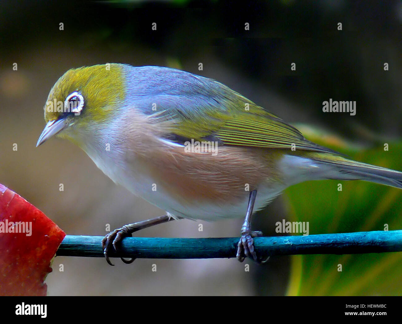 This photograph features the Silvereye, also known as Zosterops ...