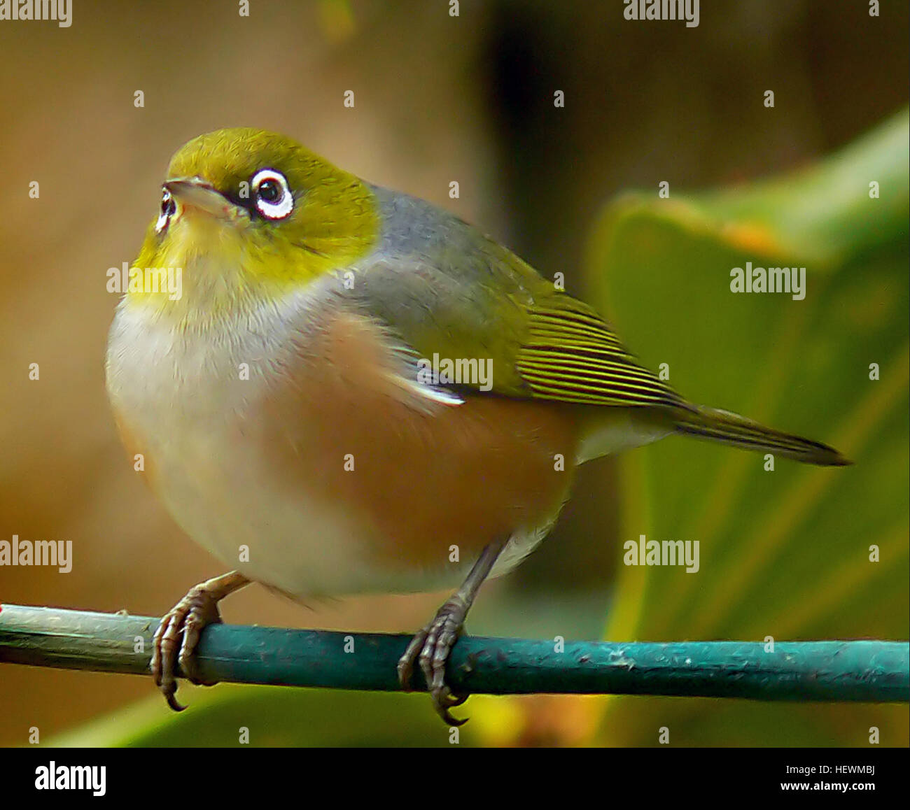 Silvereye bird hi-res stock photography and images - Alamy