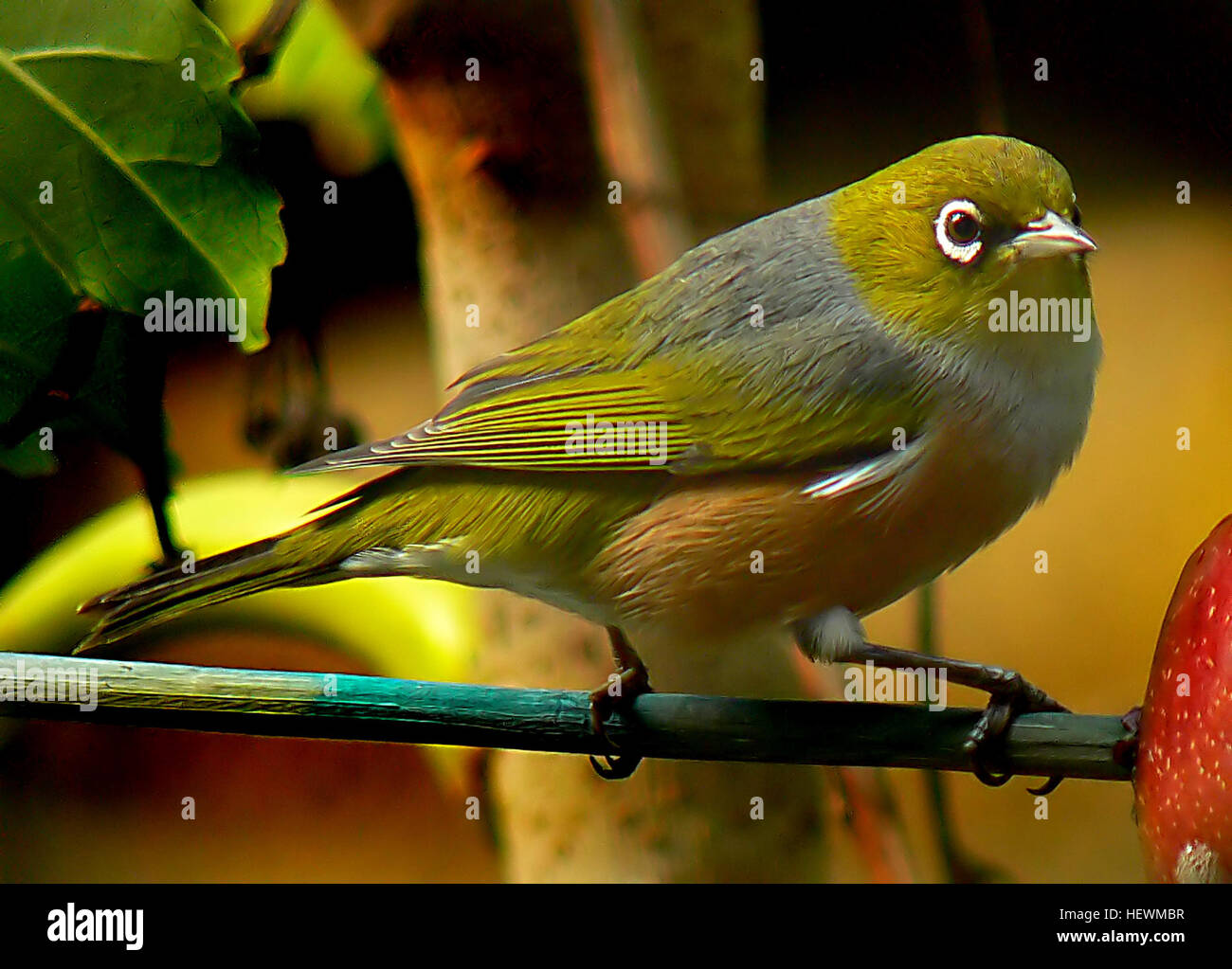 The Silvereye is a small songbird that migrated from Australia to New ...