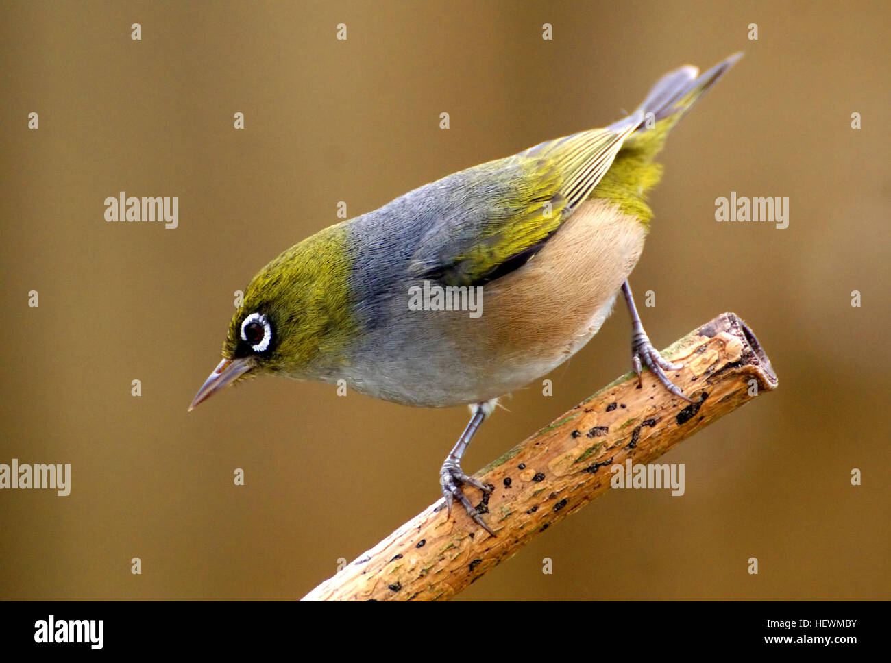 Zosteropidae family hi-res stock photography and images - Alamy