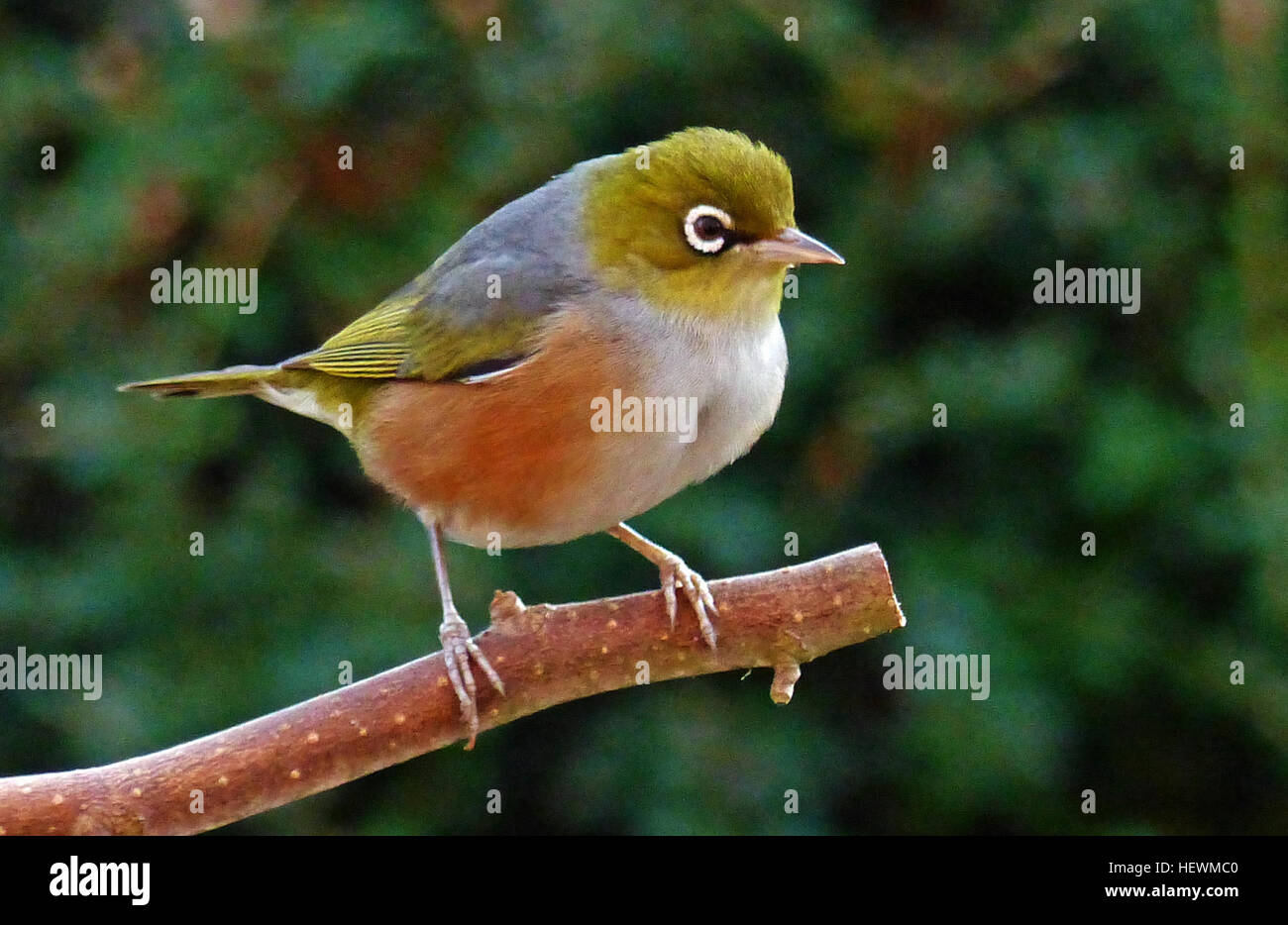 The silvereye, also known as the wax-eye (Zosterops lateralis), is a ...