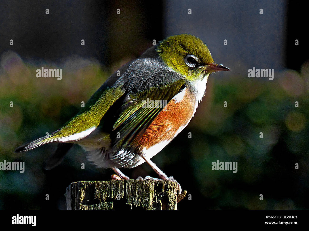 The silvereye, native to New Zealand, is a small bird found at various ...