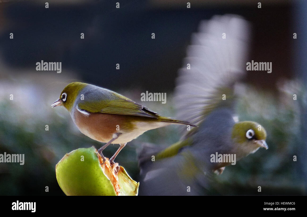 The silvereye, a small songbird, is easily identifiable by its ...