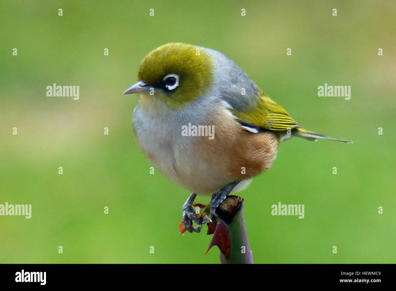 Bird with white ring around eye hi-res stock photography and images - Alamy