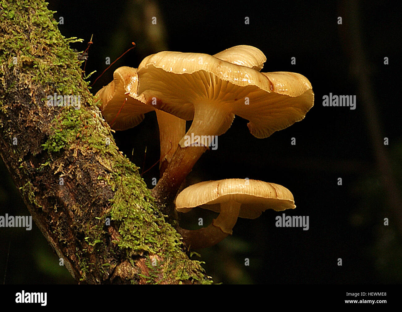 Armillaria novae-zelandiae is a species of mushroom in the ...
