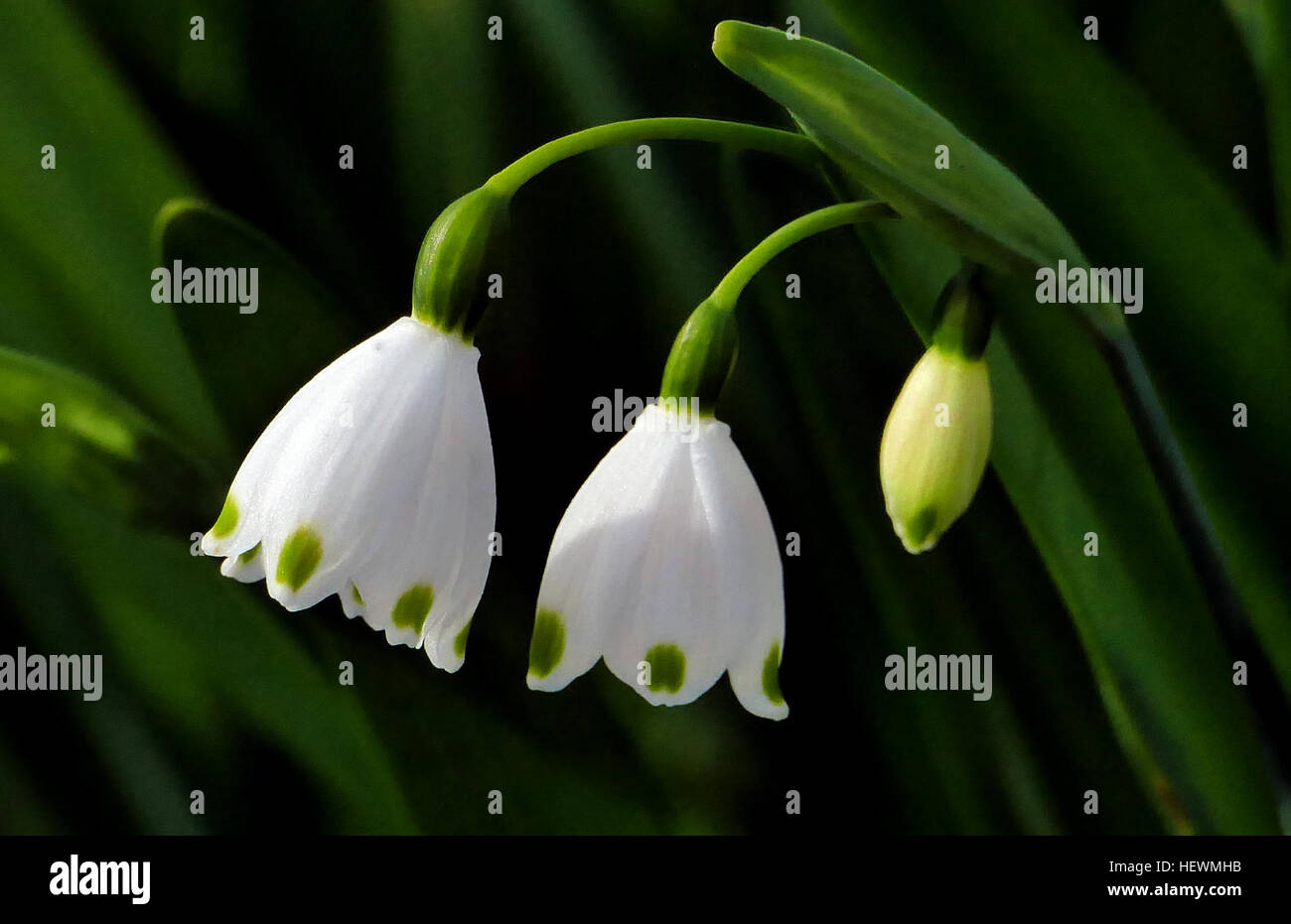 The snowdrop (Galanthus) is one of the earliest flowers to bloom in ...