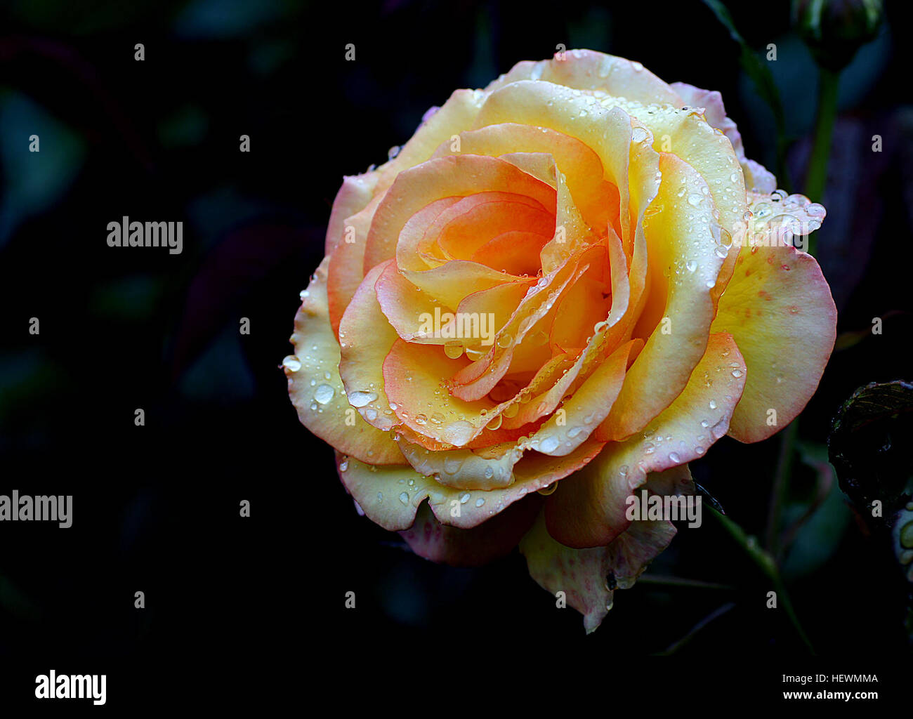 Edged red hi-res stock photography and images - Alamy