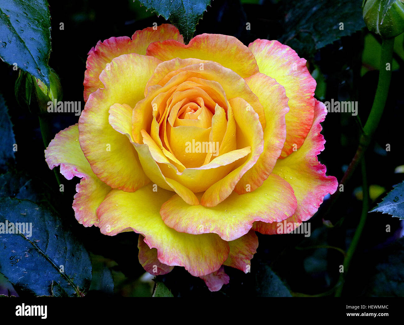The Solitaire Hybrid Tea Rose, bred by Sam McGredy in 1987, stands out ...
