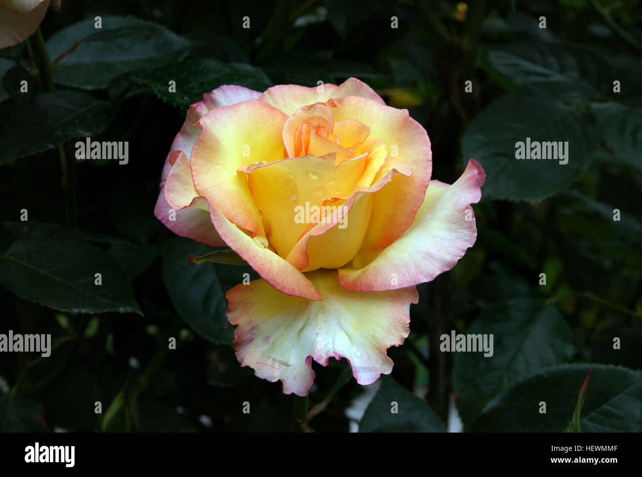 The image features a close-up of a vibrant rose garden, capturing the ...