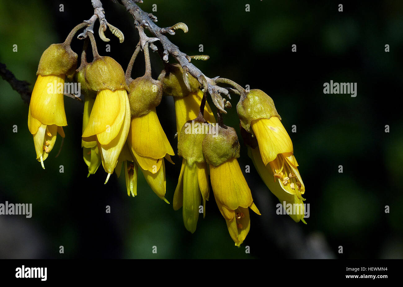 Maori word in colour hi-res stock photography and images - Alamy