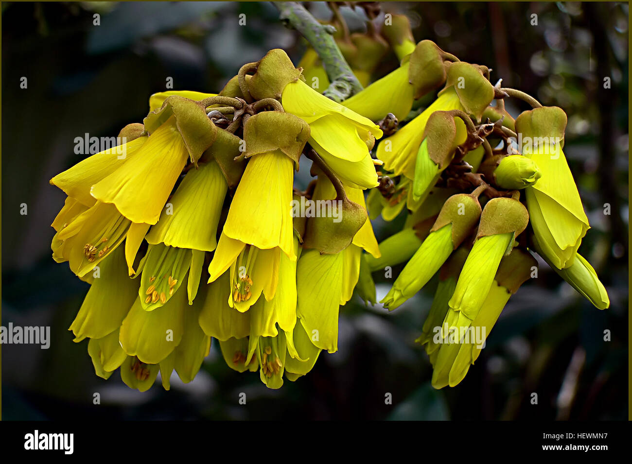 Kowhai image hi-res stock photography and images - Alamy
