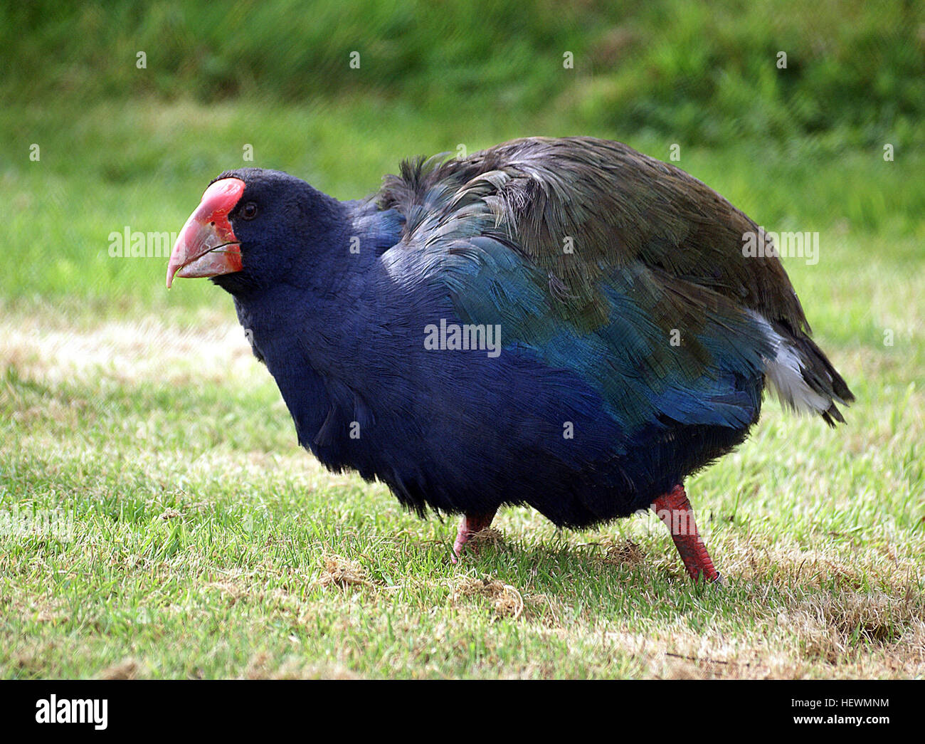 Worlds largest flightless bird hi-res stock photography and images - Alamy