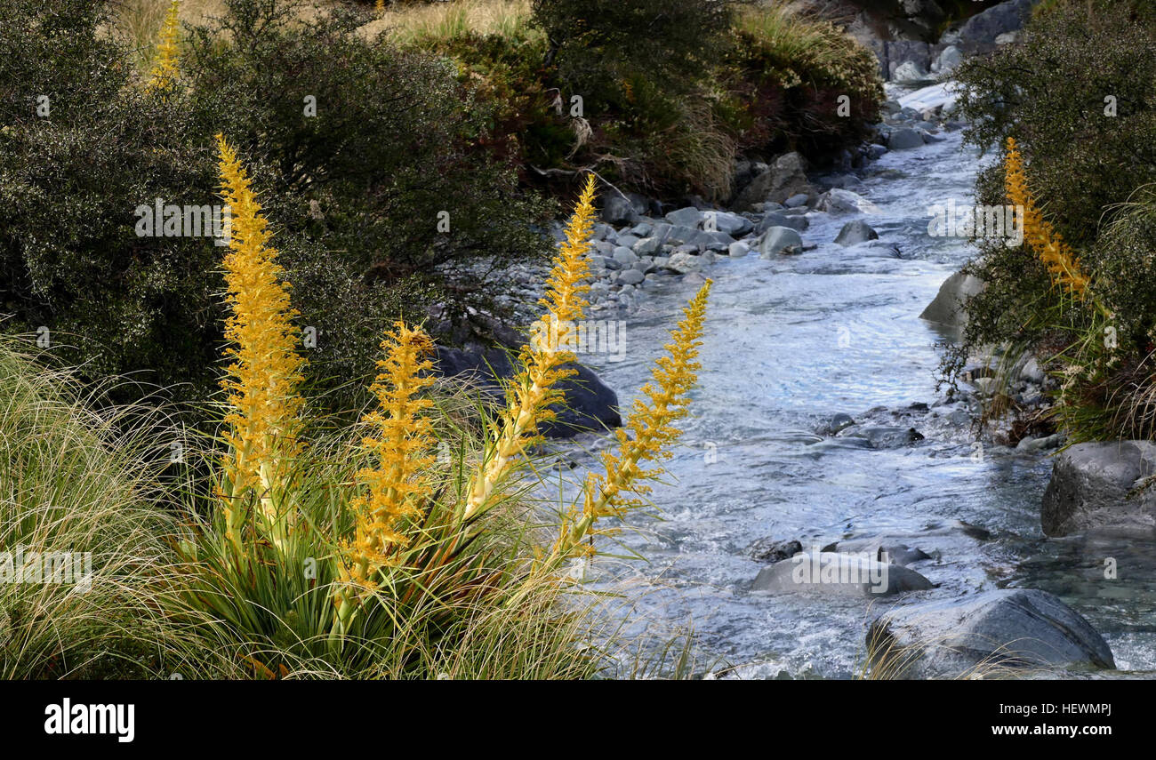 Aciphylla aurea, known as golden speargrass, is a plant species native ...