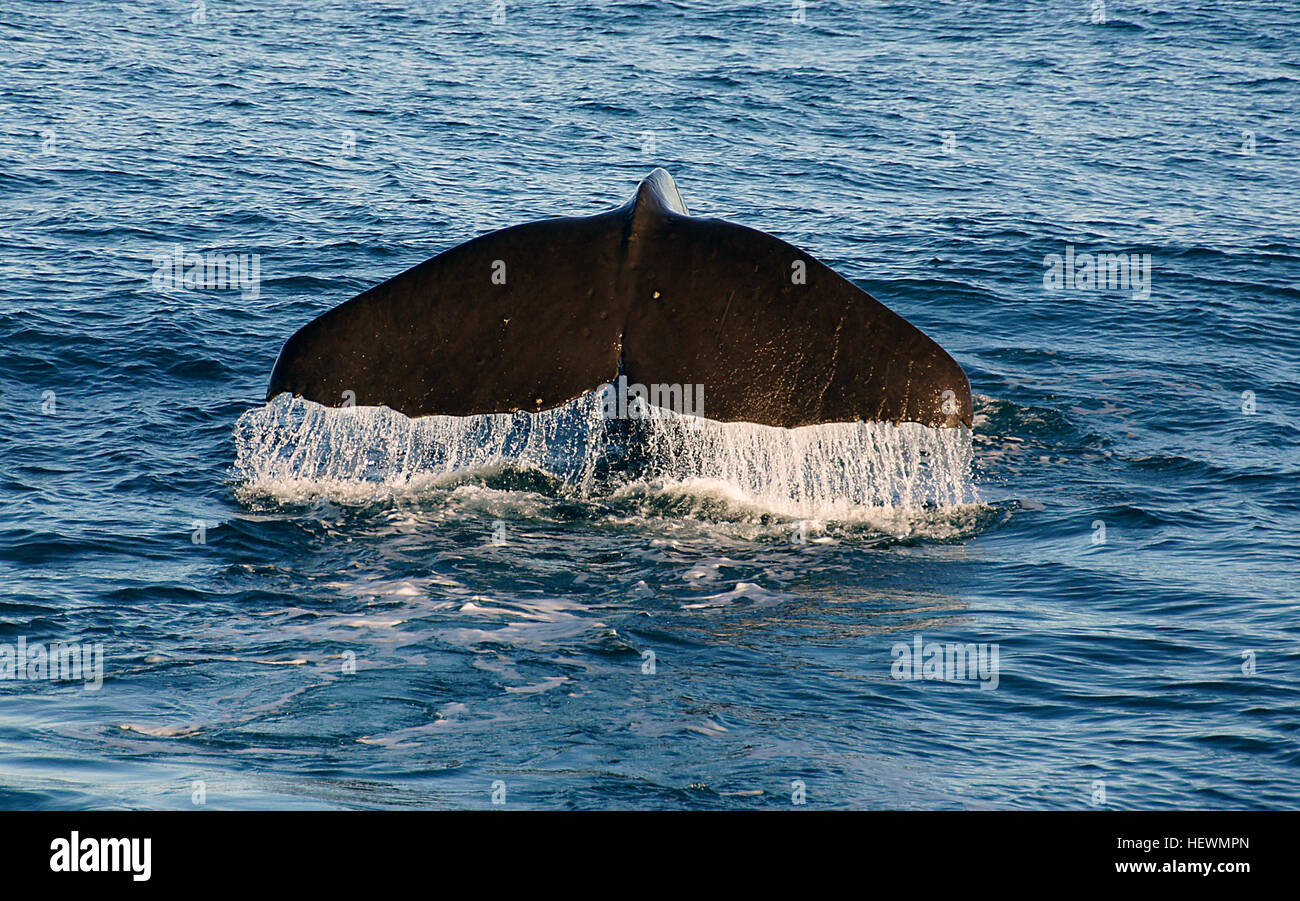 The sperm whale, known for its massive brain and distinctive blowhole ...