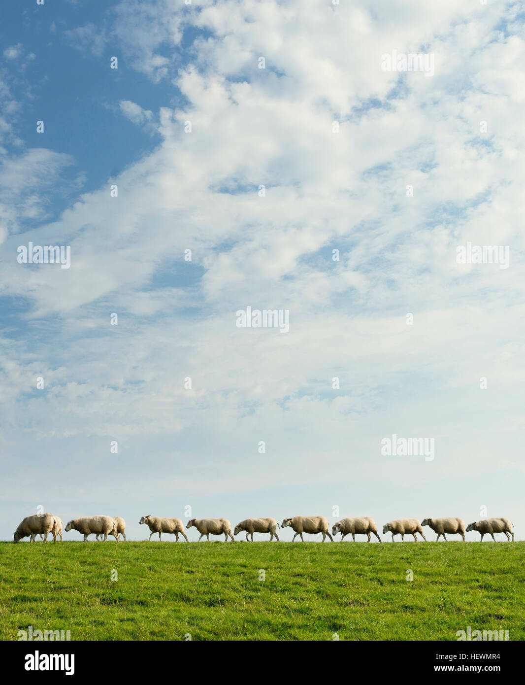 Row sheep hi-res stock photography and images - Alamy