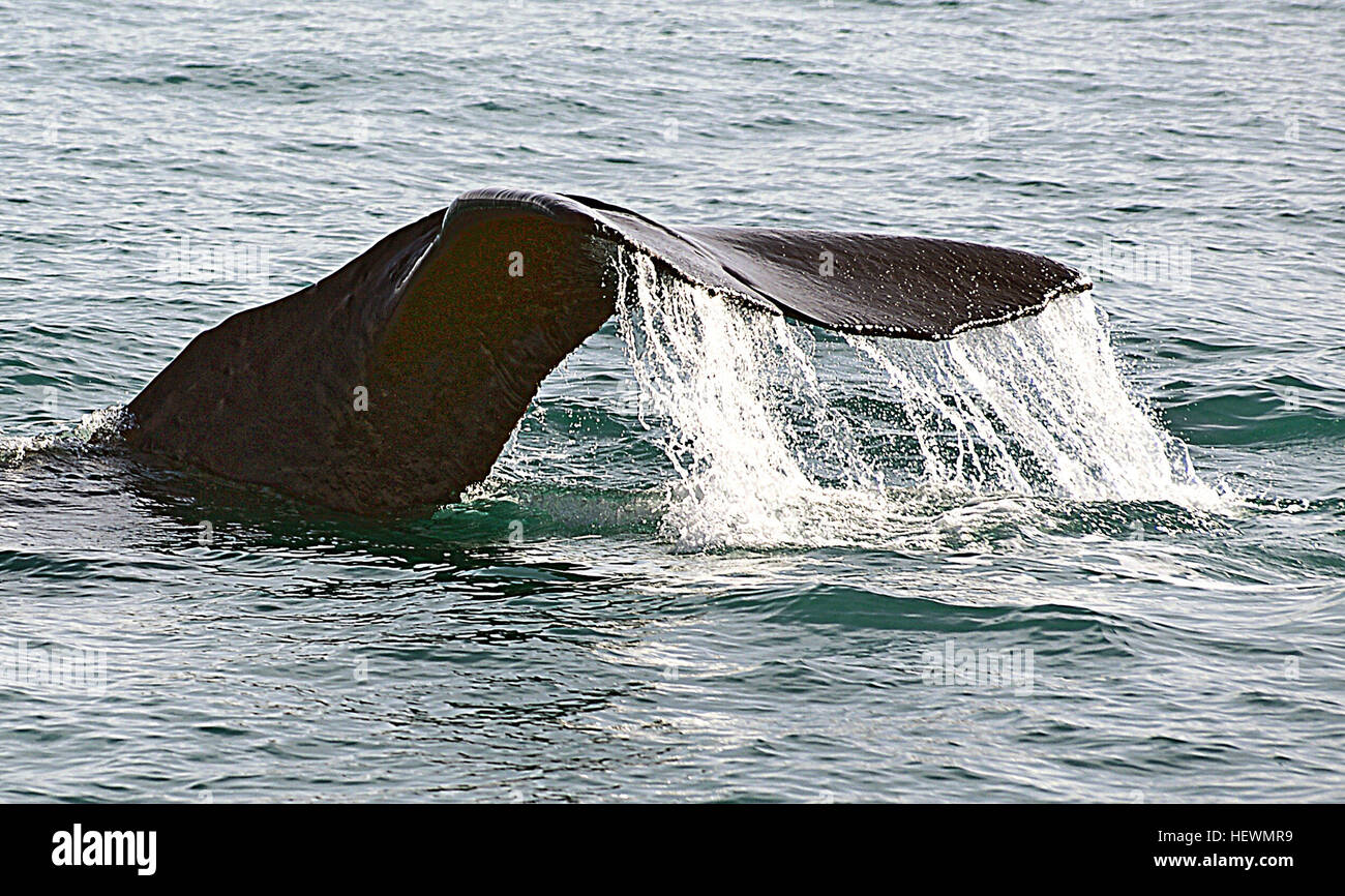 Whales anatomy hi-res stock photography and images - Alamy