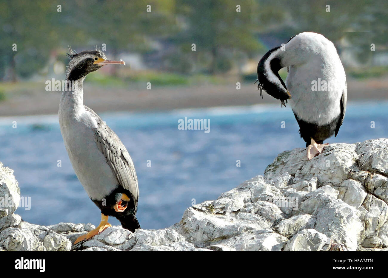 The Spotted Shag (Phalacrocorax punctatus) is a seabird native to New ...