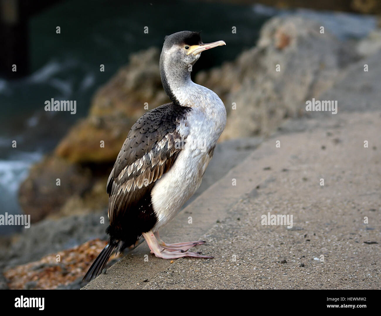 The spotted shag is a seabird that exhibits striking breeding plumage ...