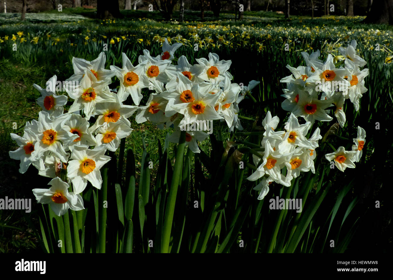 A photograph inspired by Wordsworth's famous poem *I Wandered Lonely as ...