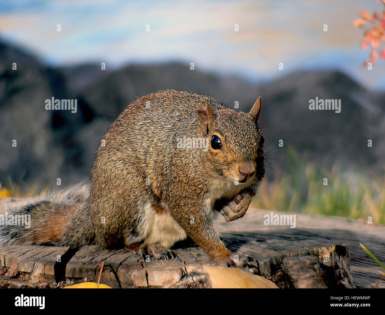 Squirrels are part of the Sciuridae family, which includes various ...