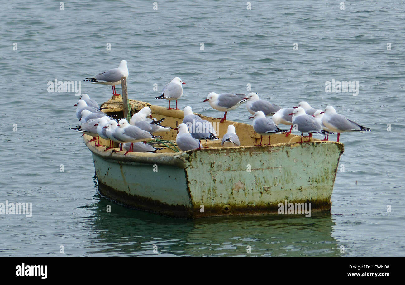 The red-billed gull is a seabird native to New Zealand, recognized by ...