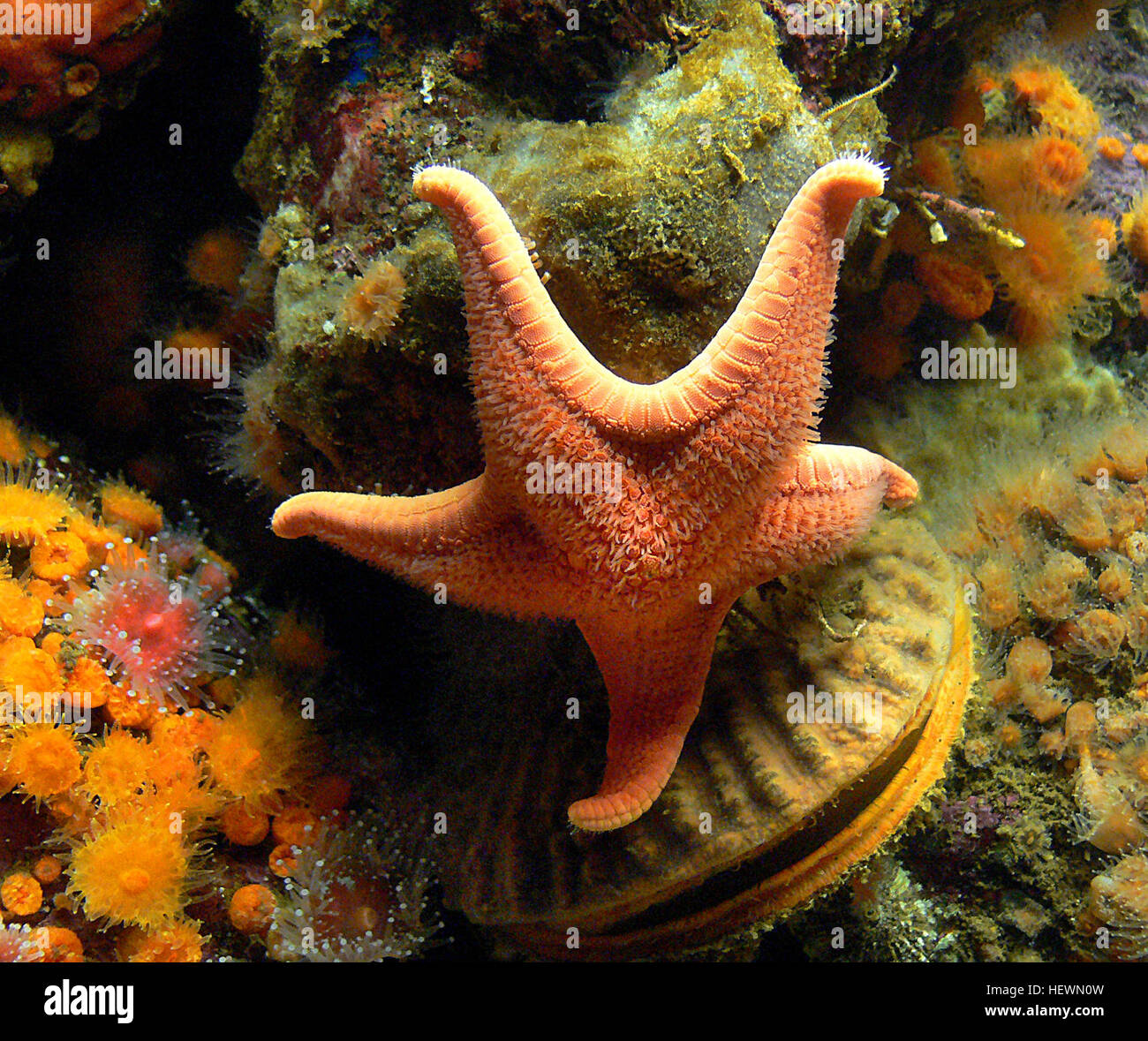 Sea stars, commonly called 'starfish,' are marine invertebrates that ...
