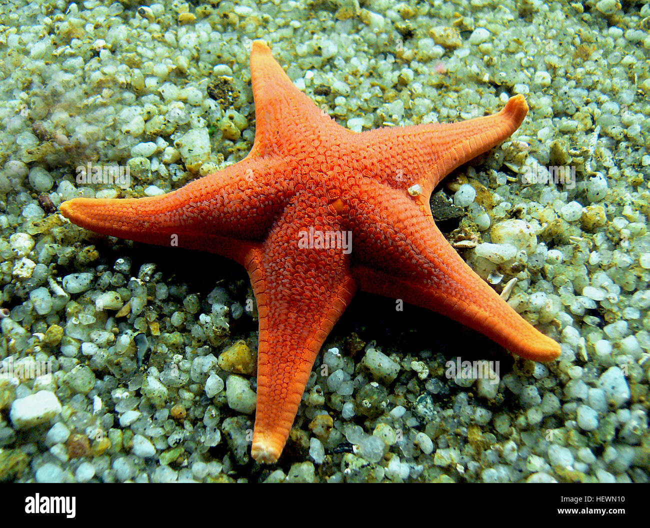 Fascinating echinoderms hi-res stock photography and images - Alamy
