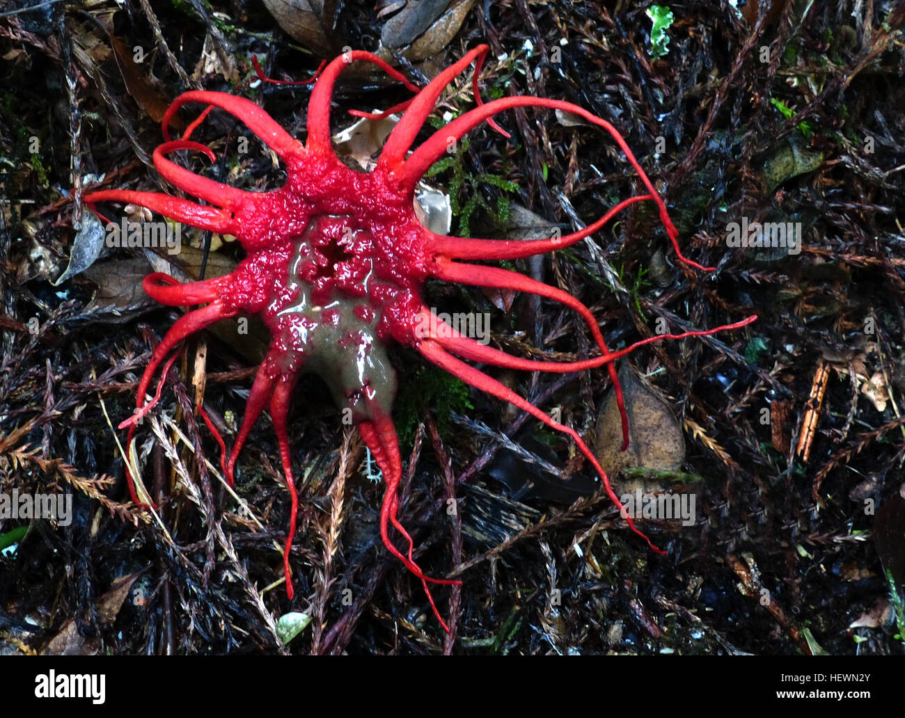 Fungi species growing on moss hi-res stock photography and images - Alamy