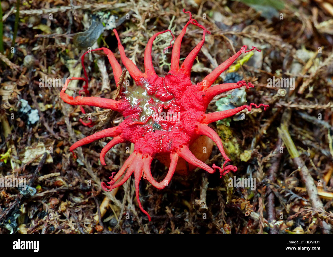 Stalk structure hi-res stock photography and images - Alamy