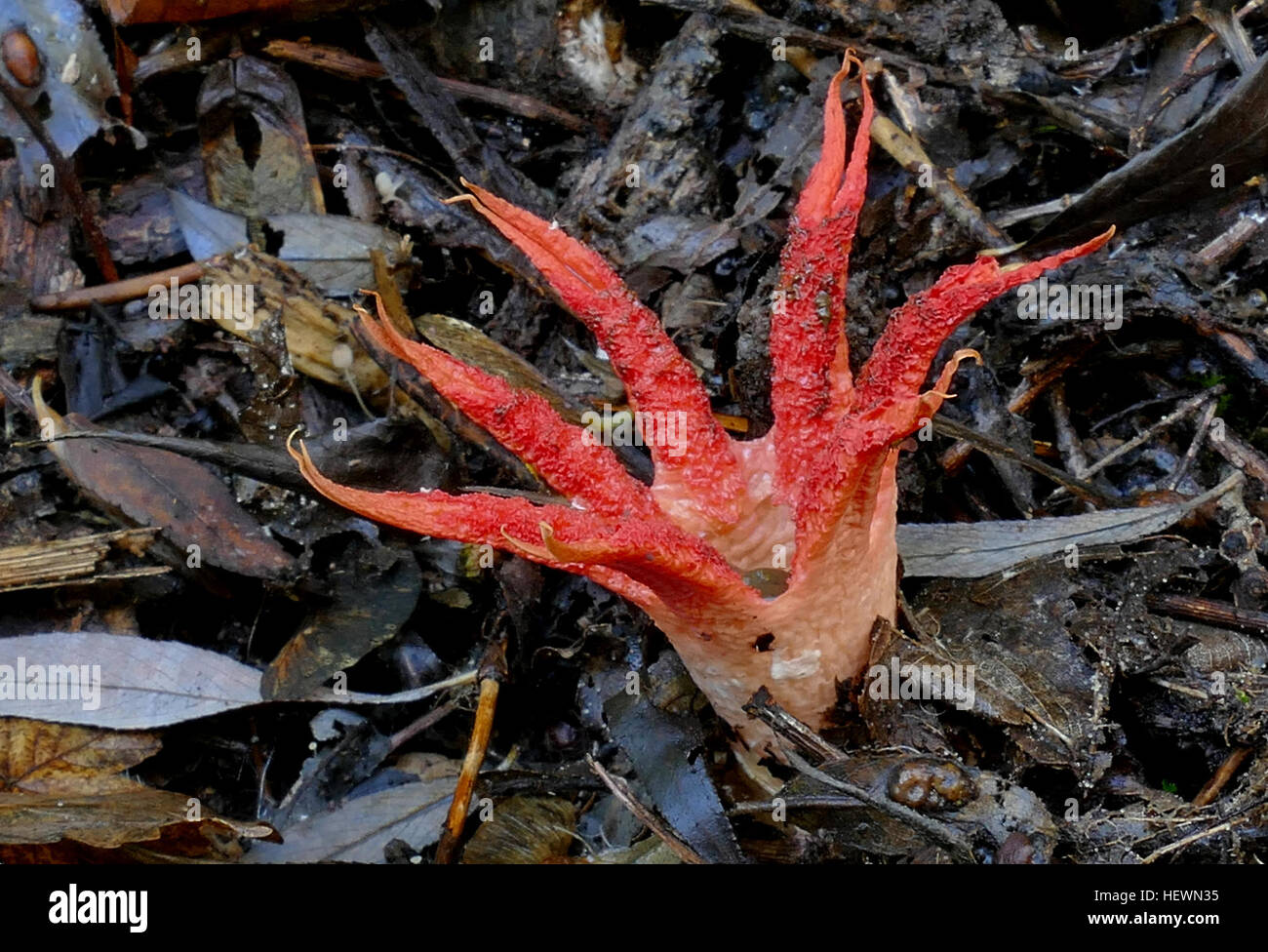 Stinkhorn fungi from the Phallaceae and Clathraceae families are unique ...