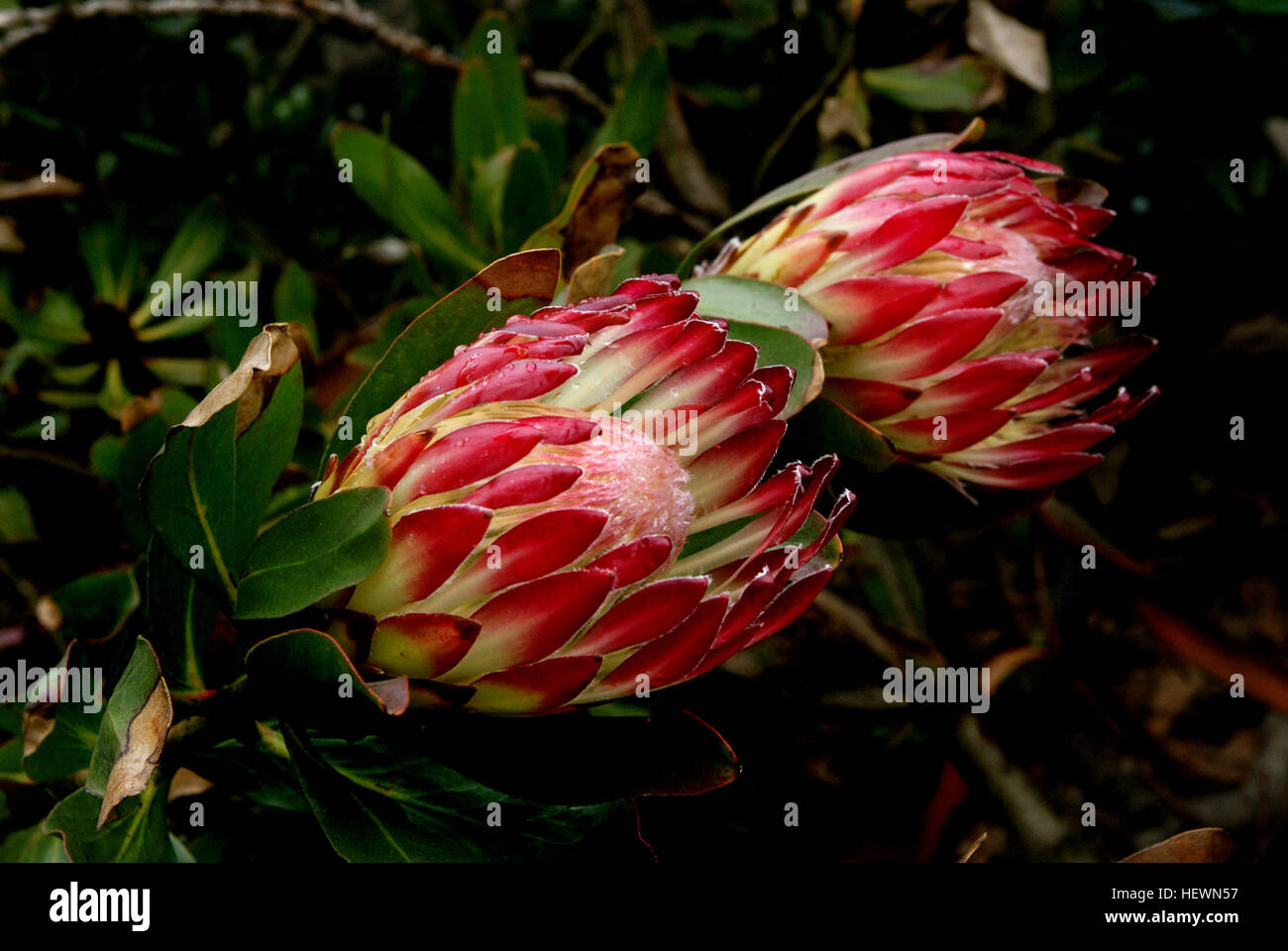 This sugarbush plant (Protea), native to South Africa, produces large ...