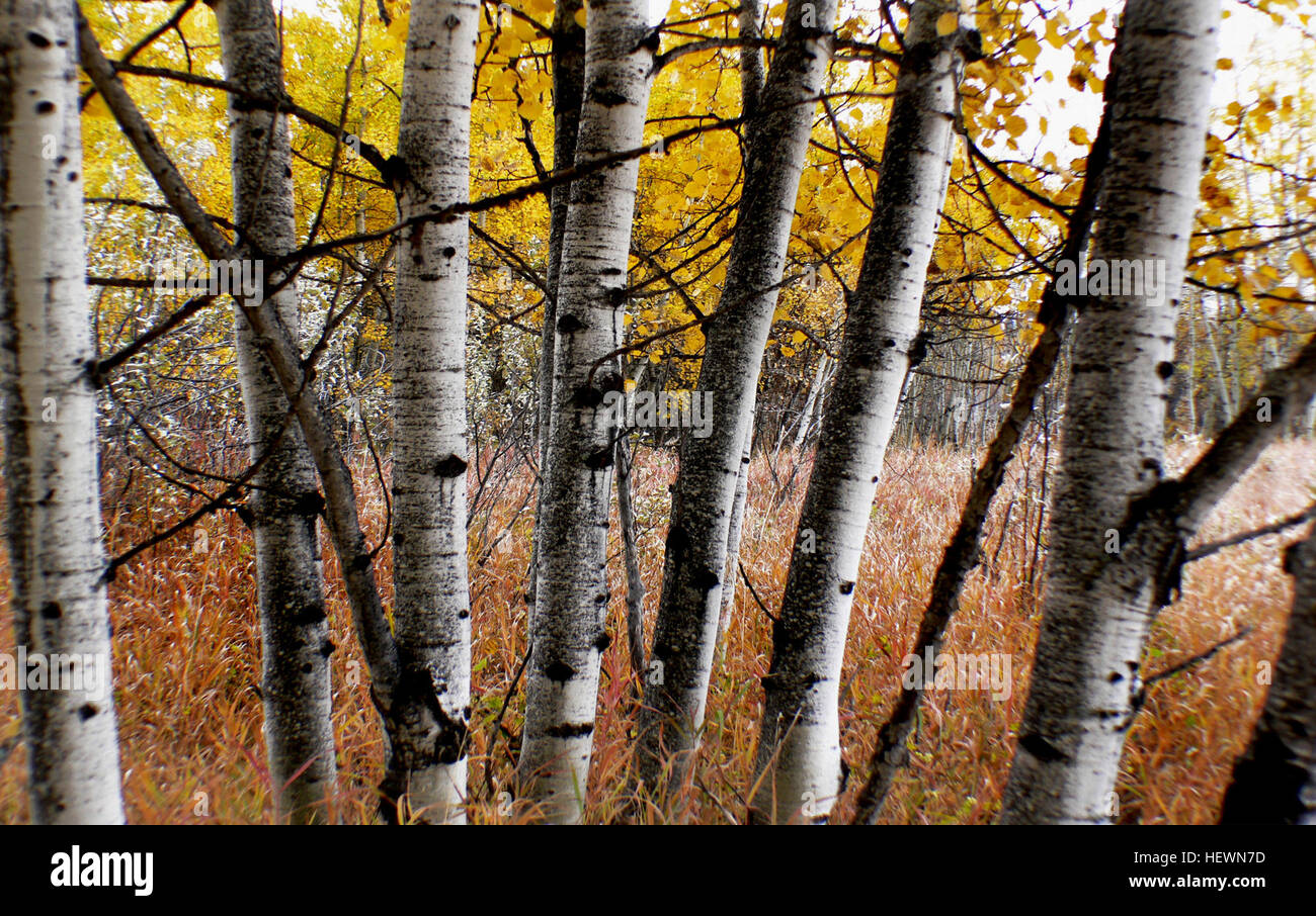 Aspens, a type of poplar tree, are known for their characteristic ...