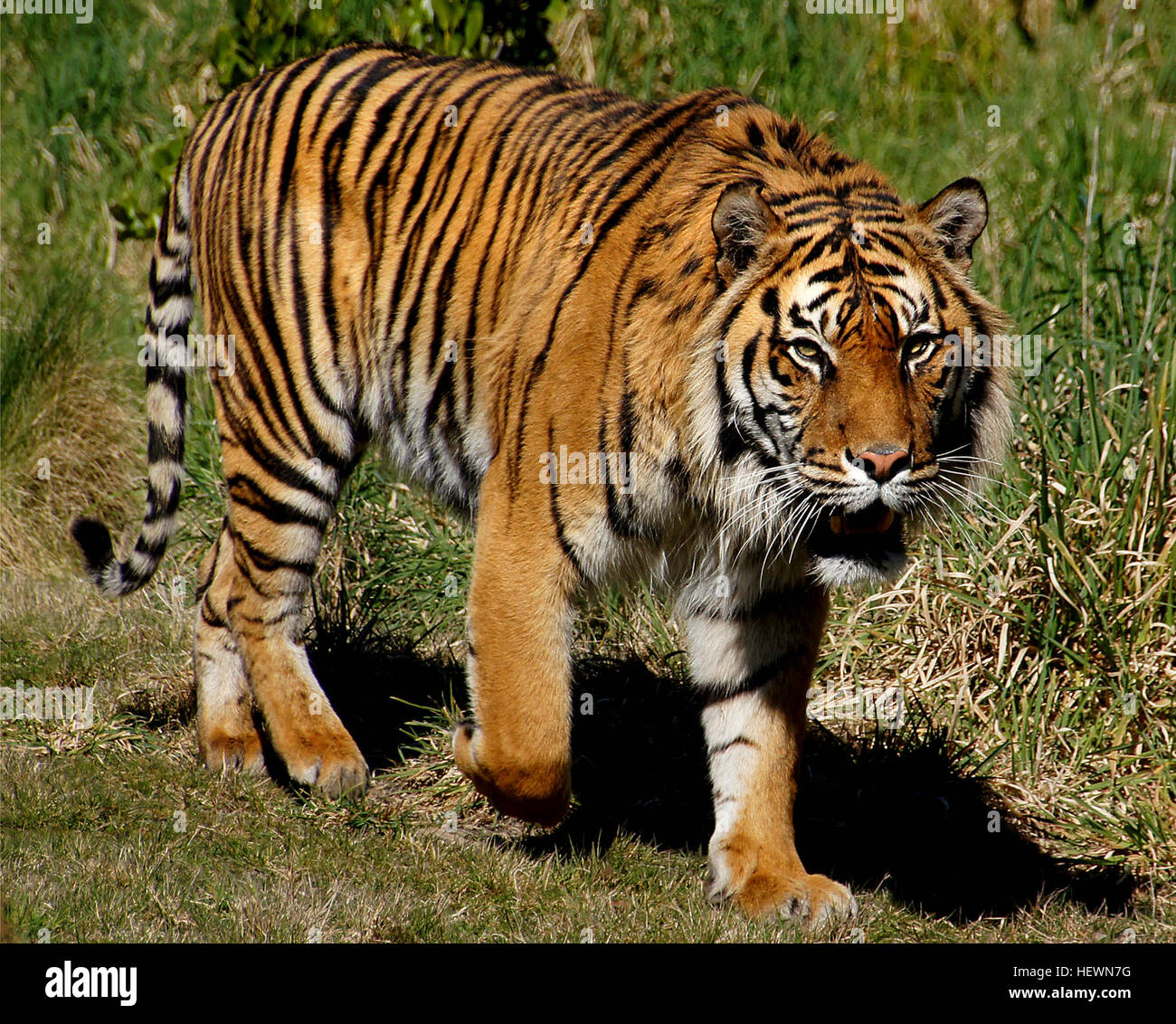 Sumatran tigers, the smallest surviving tiger subspecies, are known for ...