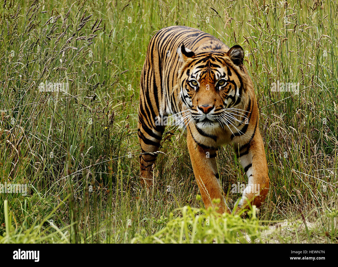 The Sumatran tiger, the smallest surviving tiger subspecies, now ...
