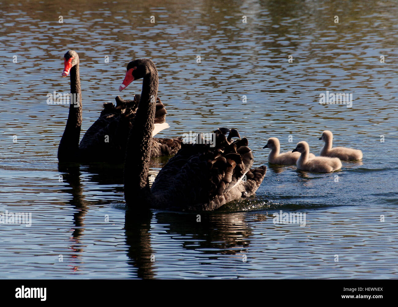 A group of baby swans, also known as cygnets, showcases their early ...
