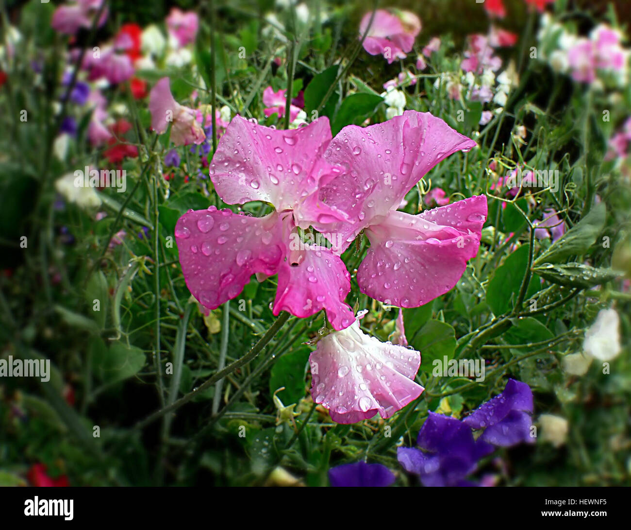Lathyrus plant hi-res stock photography and images - Alamy