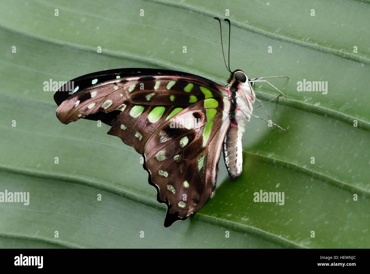 Green spotted triangle hi-res stock photography and images - Alamy