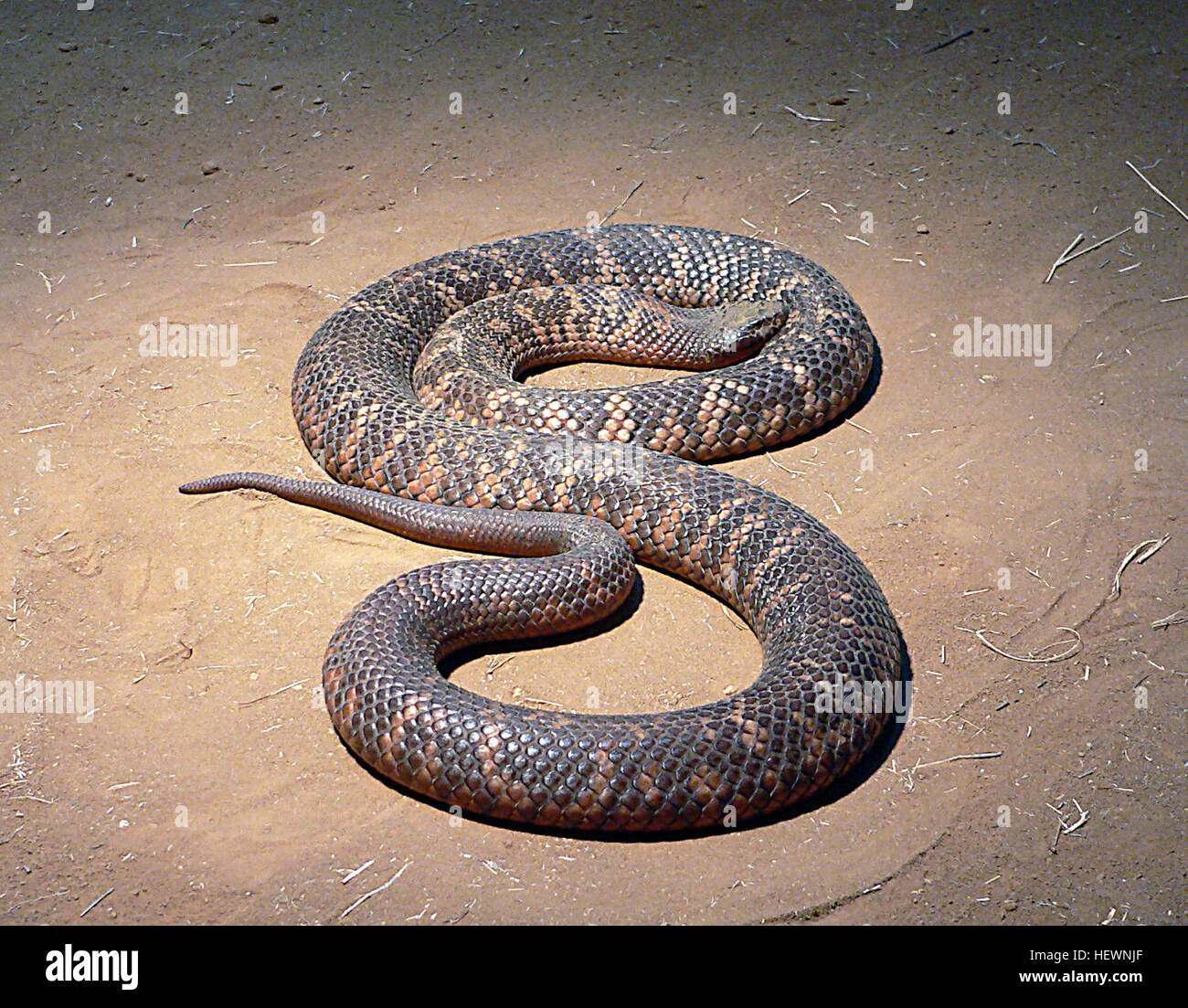 Taipan snake venom hi-res stock photography and images - Alamy