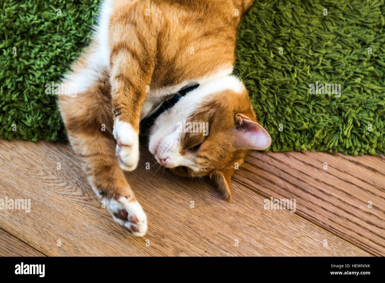Comfortable cat relaxing hi-res stock photography and images - Alamy