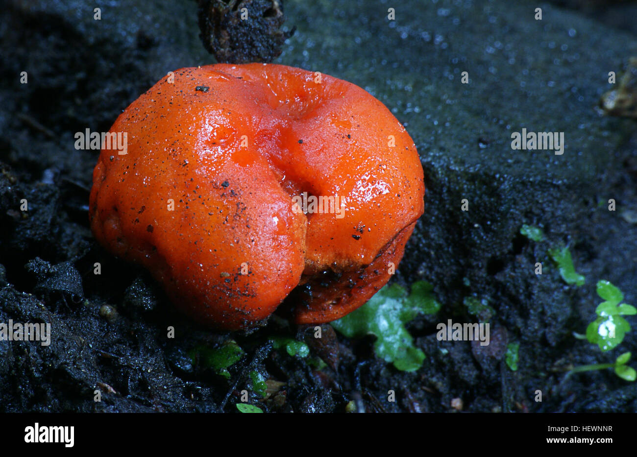Lacks stipe hi-res stock photography and images - Alamy