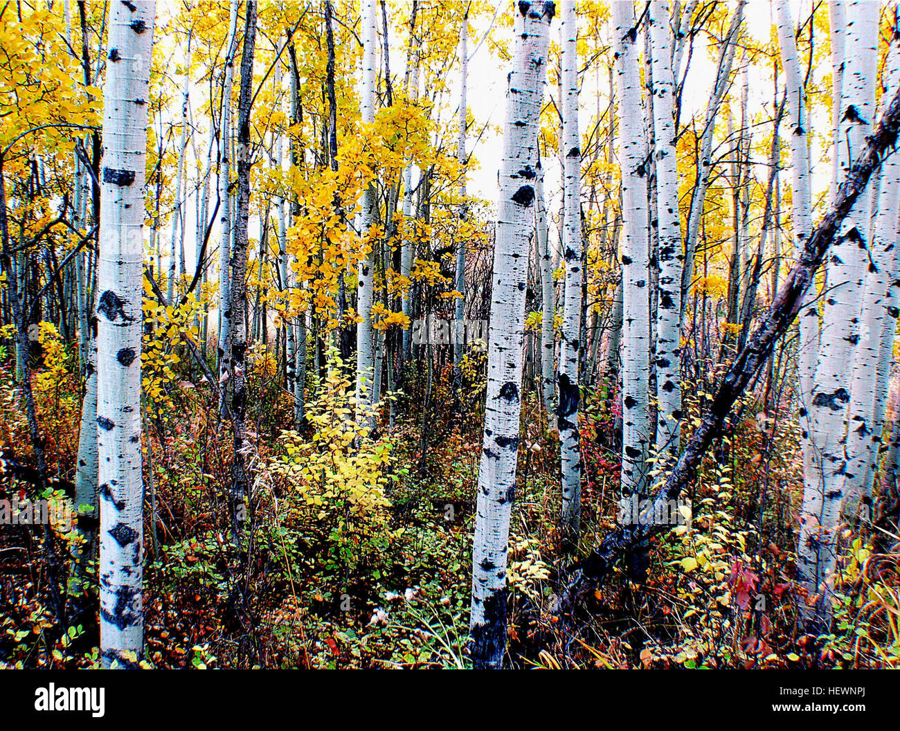 Aspen trees are native to cold regions and thrive at high altitudes in ...