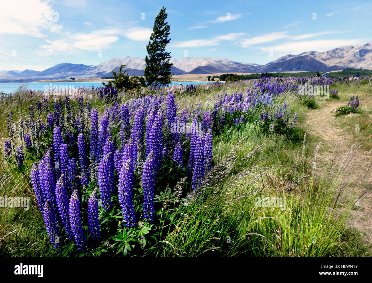 This image showcases the vibrant lupin flowers blooming in the ...