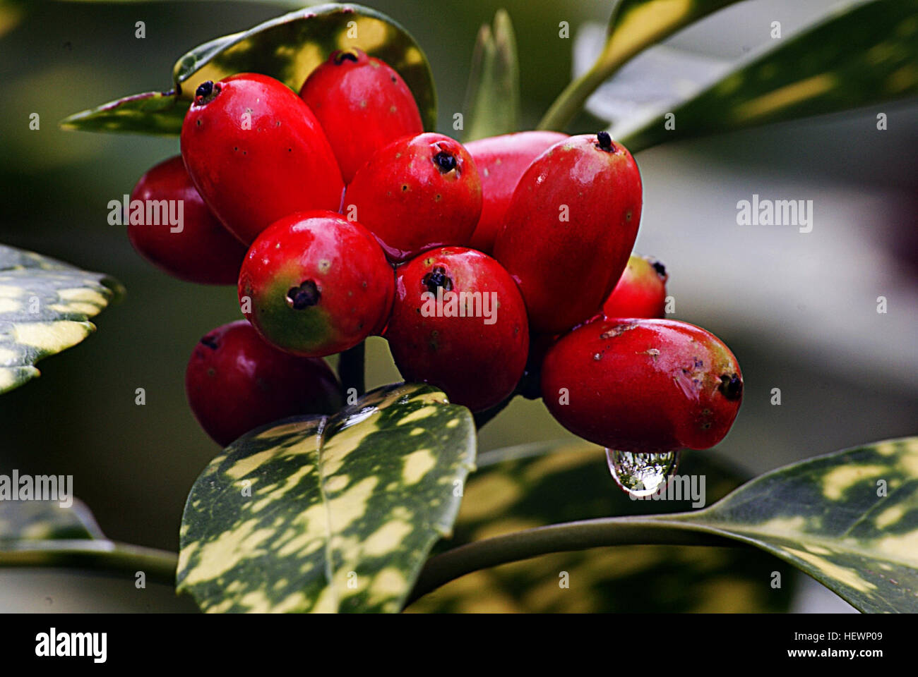 Aucuba japonica, commonly called spotted laurel, Japanese laurel ...
