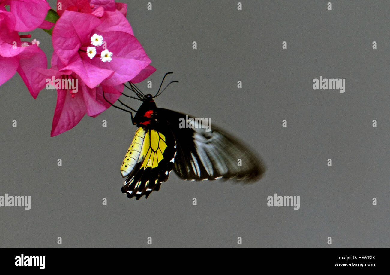 Common birdwing butterflies hi-res stock photography and images - Alamy